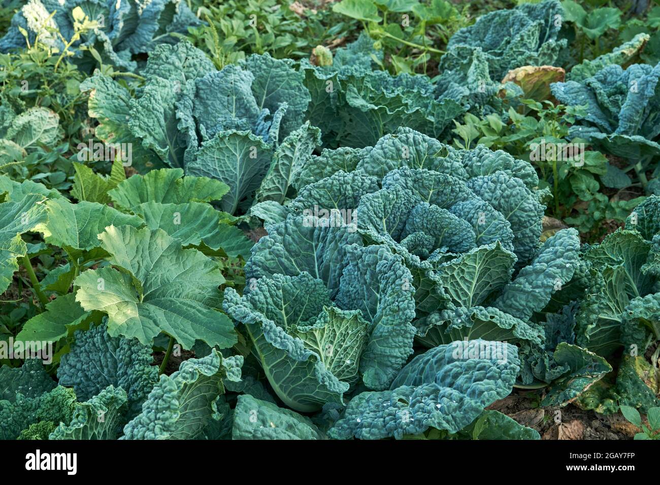 Leaf cabbage or kale plants growing in the vegetable garden Stock Photo ...