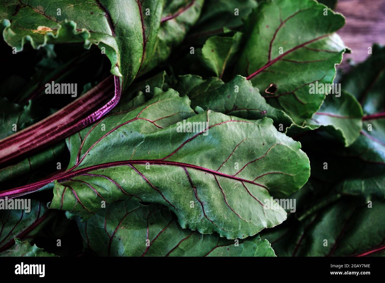 Beta vulgaris red beet green edible leaves with betanin colored stalks ...