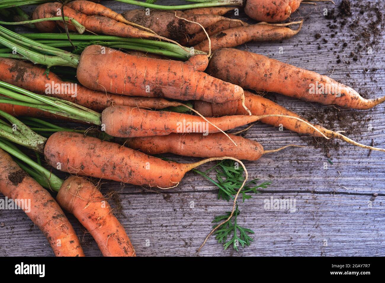 Fresh carrots from the kitchen garden harvest, homegrown natural ...