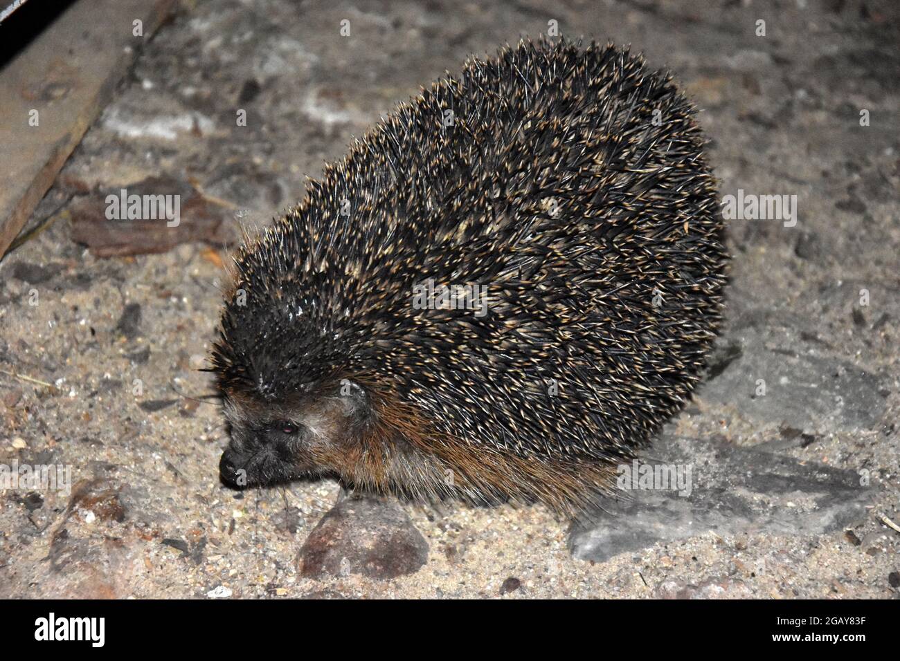 Igel germany hi-res stock photography and images - Alamy