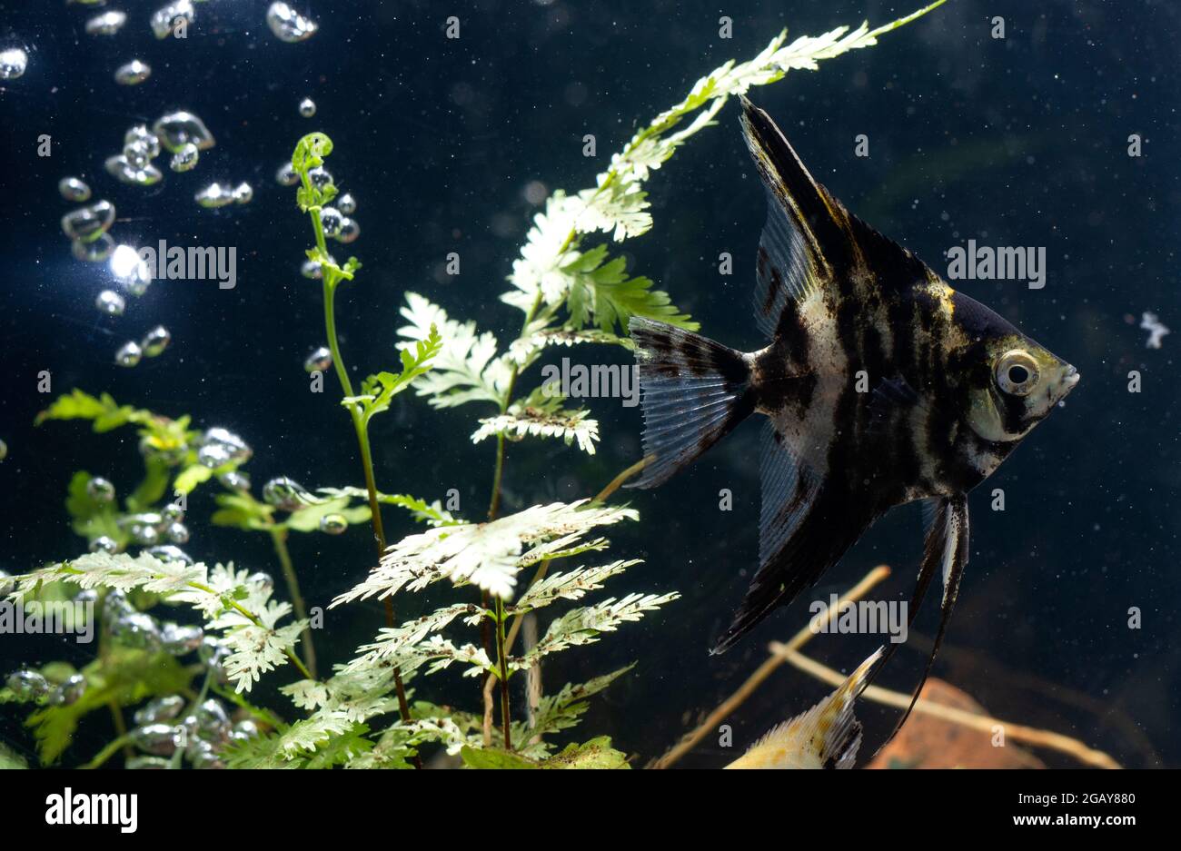Angel fish platinum hi-res stock photography and images - Alamy