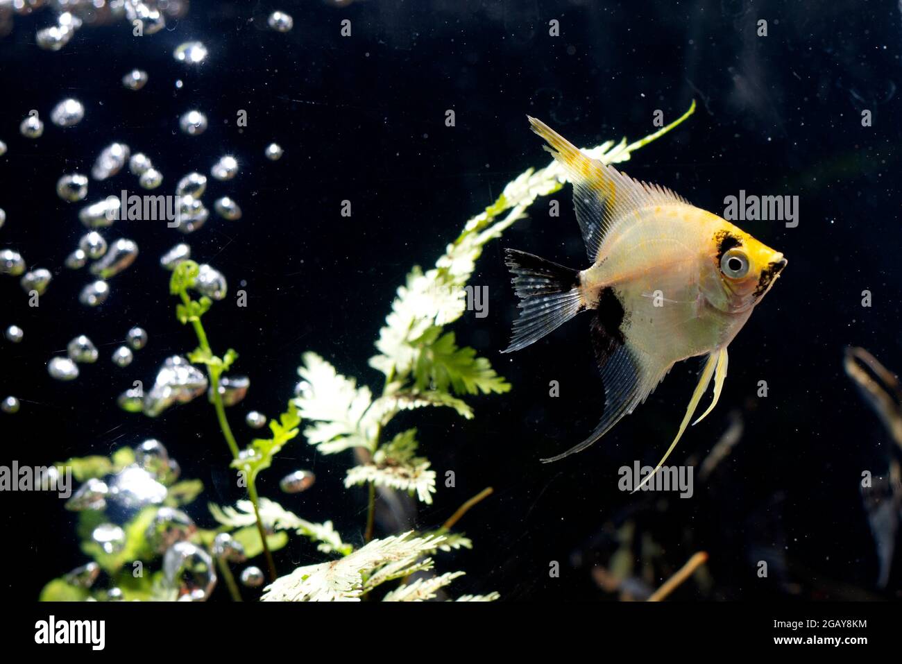 Manfish hi-res stock photography and images - Alamy