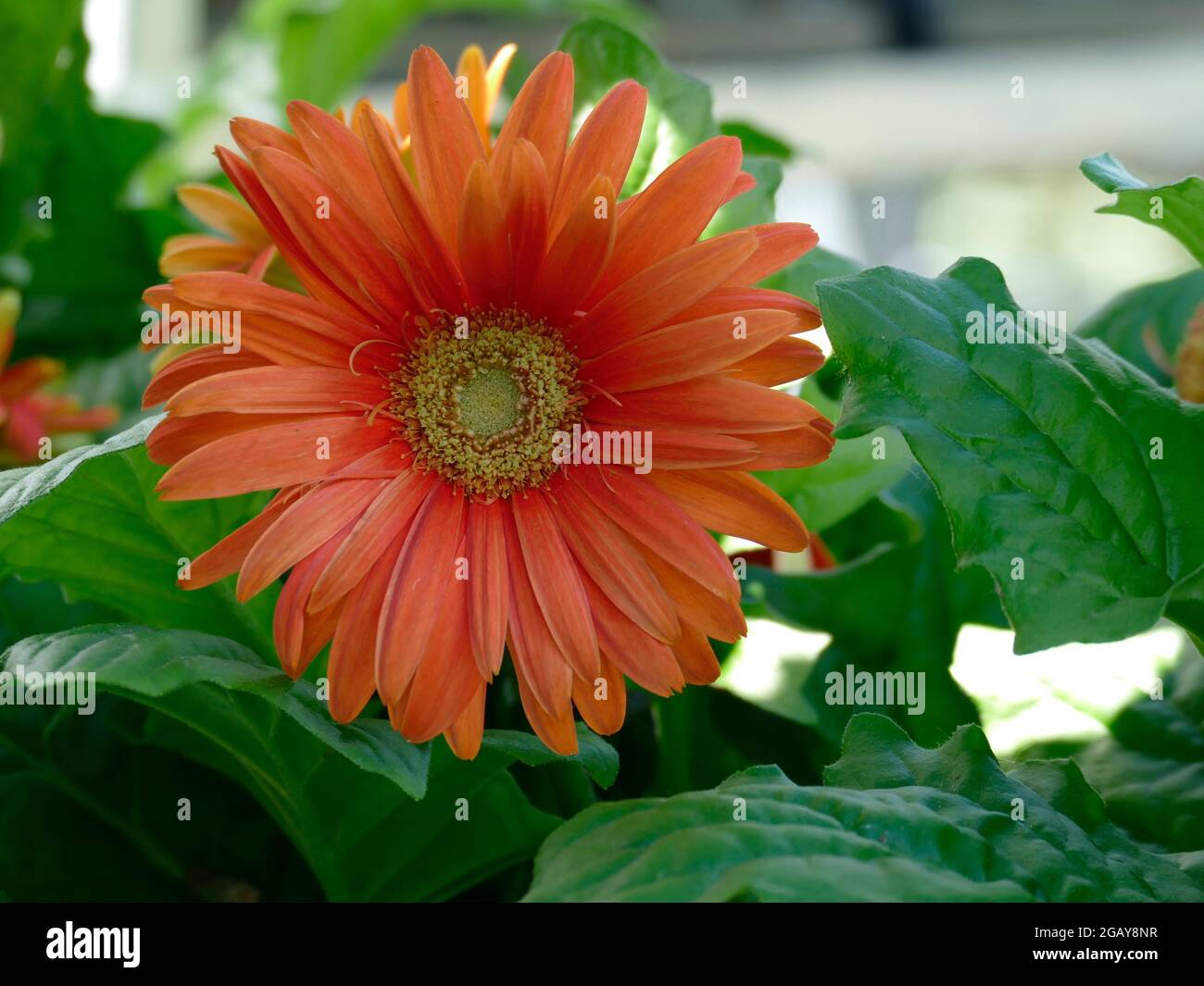 Soft Orange Gerber Daisy with Bright Green Foliage in a Gerbera Garden ...