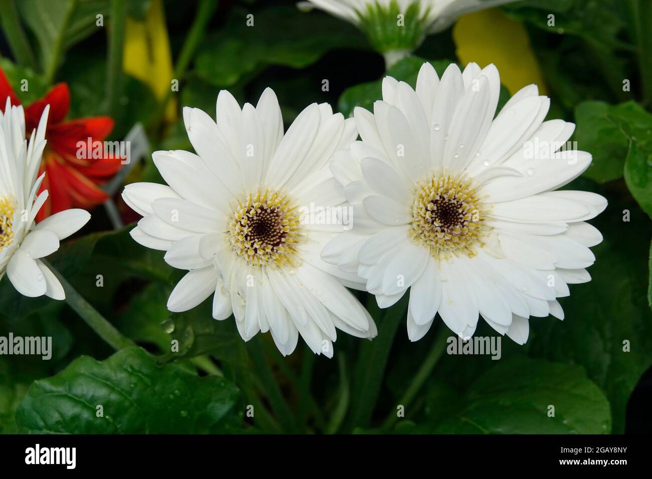 Two yellow gerberas hi-res stock photography and images - Alamy