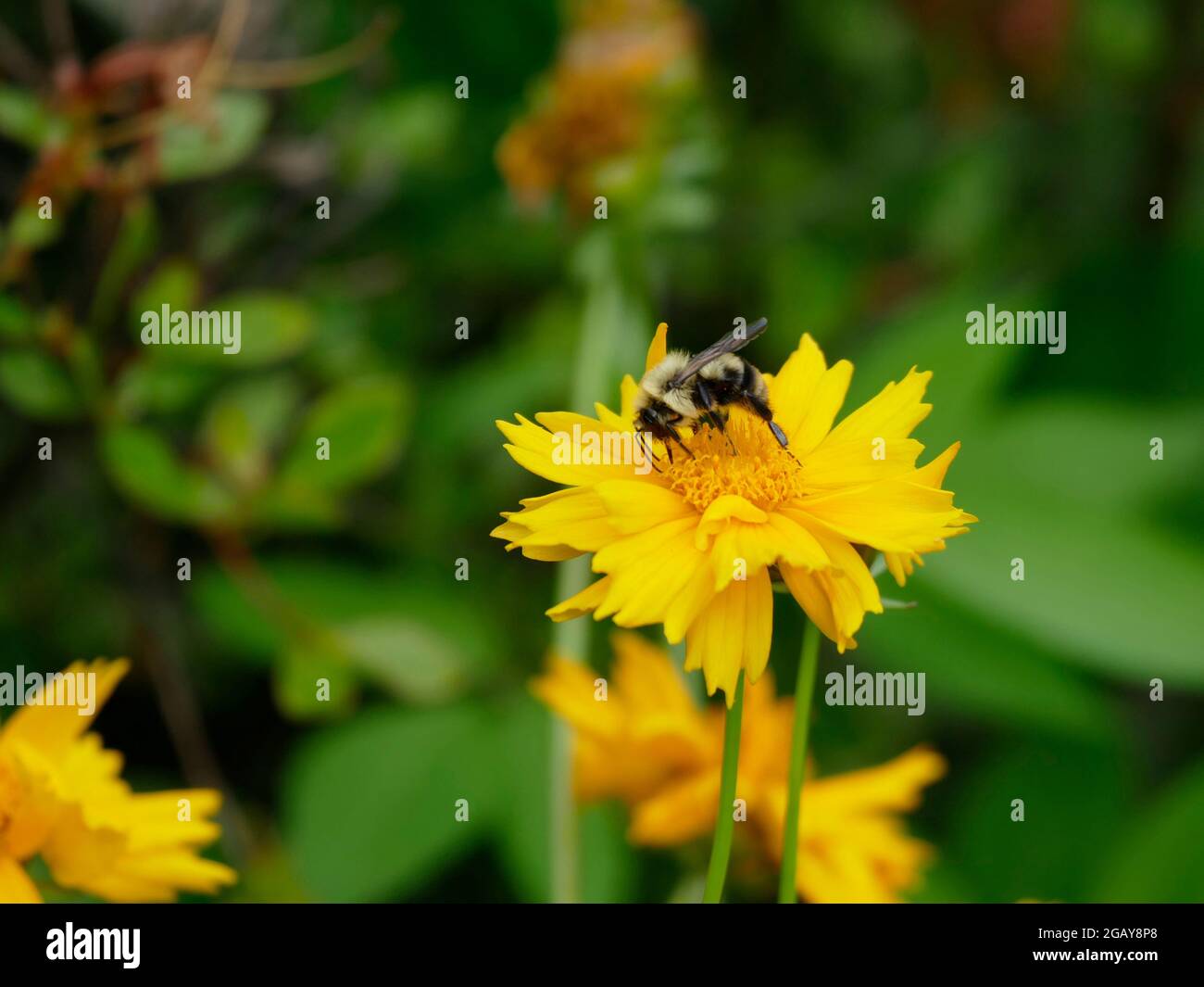 A Bumblebee Feeds on a Bright Yellow Lance-Leaved Coreopsis Ianceolata ...