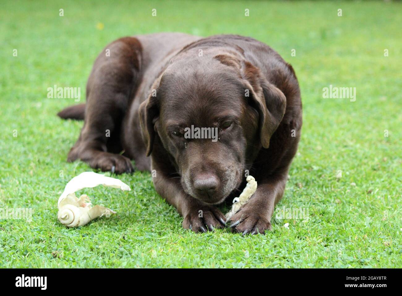 Portrait labrador retriever hi-res stock photography and images - Alamy