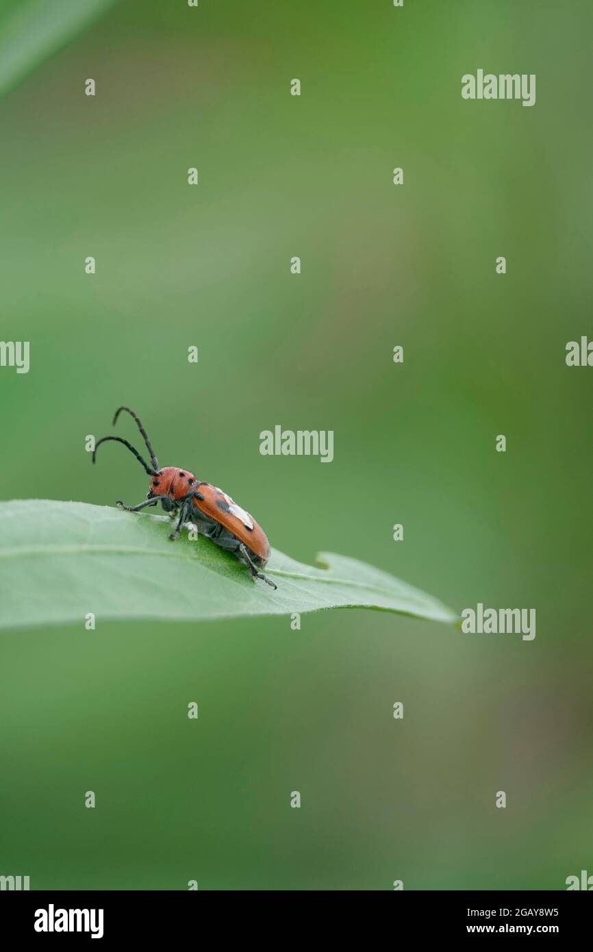 Curled black antennae hi-res stock photography and images - Alamy