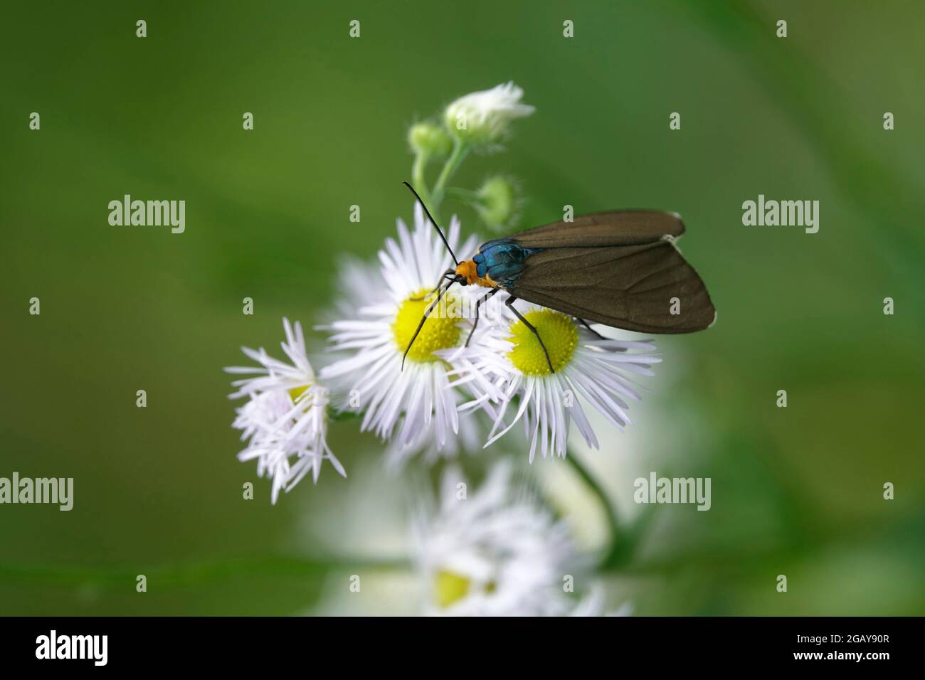 A Virginia Ctenucha Moth Landing on a Philadelphia Fleabane Flower ...