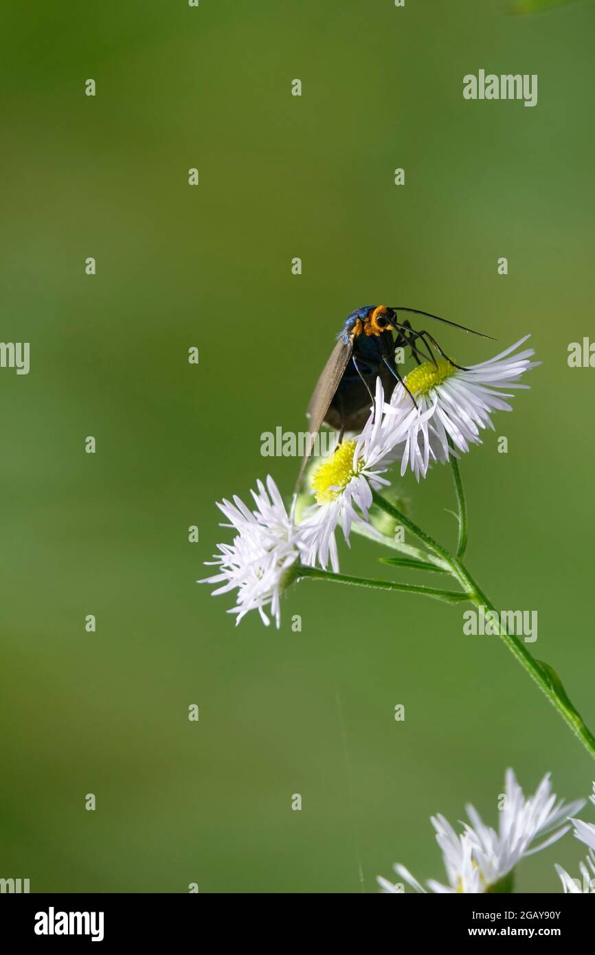 A Virginia Ctenucha Moth Landing on a Philadelphia Fleabane Flower ...