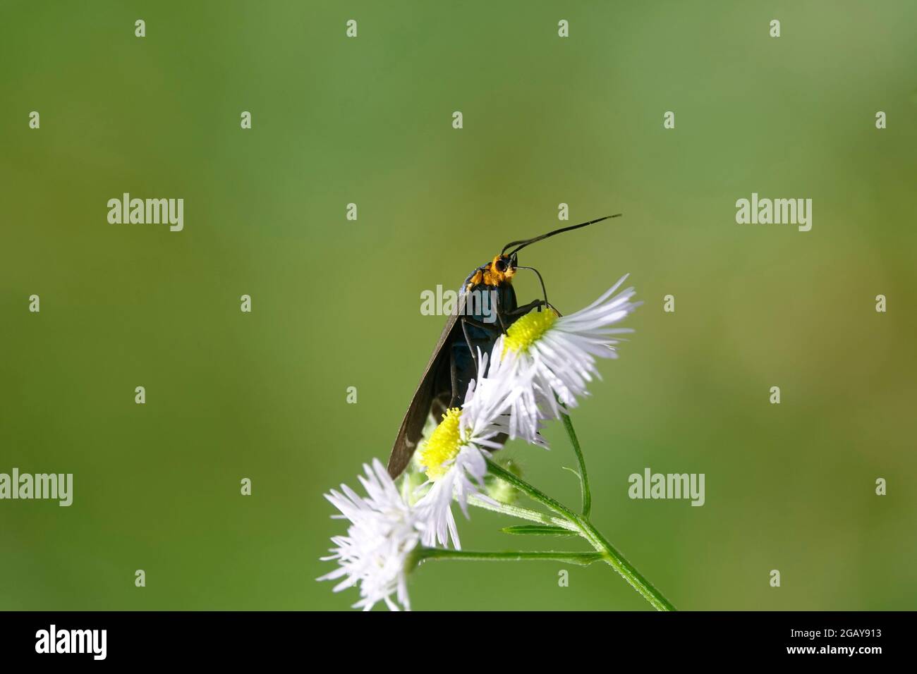 A Virginia Ctenucha Moth Landing on a Philadelphia Fleabane Flower ...