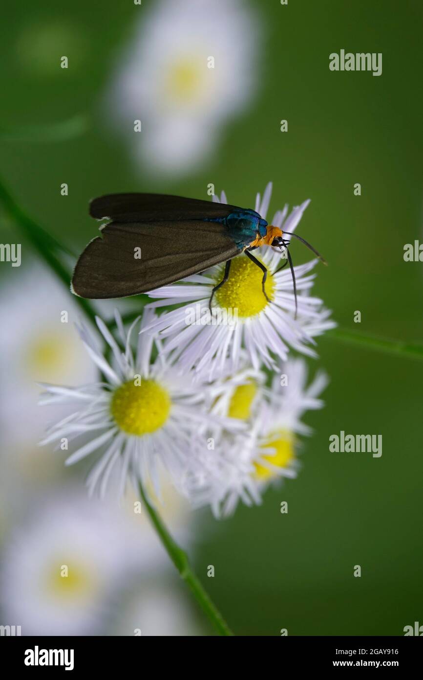 A Virginia Ctenucha Moth Landing on a Philadelphia Fleabane Flower ...