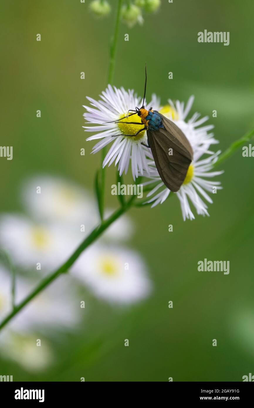 A Virginia Ctenucha Moth Landing on a Philadelphia Fleabane Flower ...