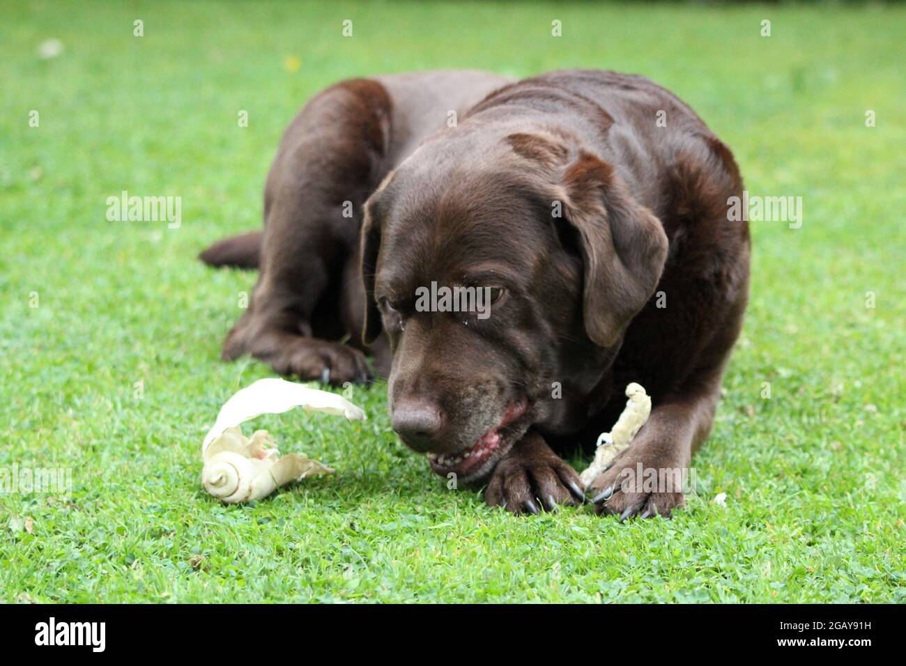 Dog Eating Chocolate High Resolution Stock Photography and Images - Alamy