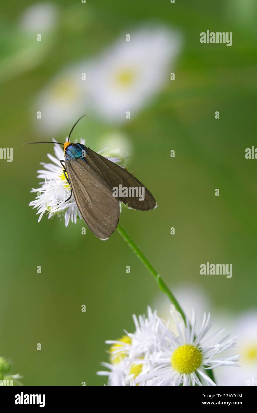 A Virginia Ctenucha Moth Landing on a Philadelphia Fleabane Flower ...