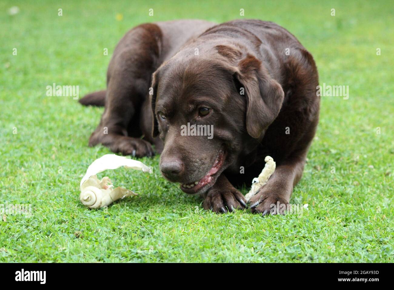 Chocolate Labrador chewing Stock Photo - Alamy