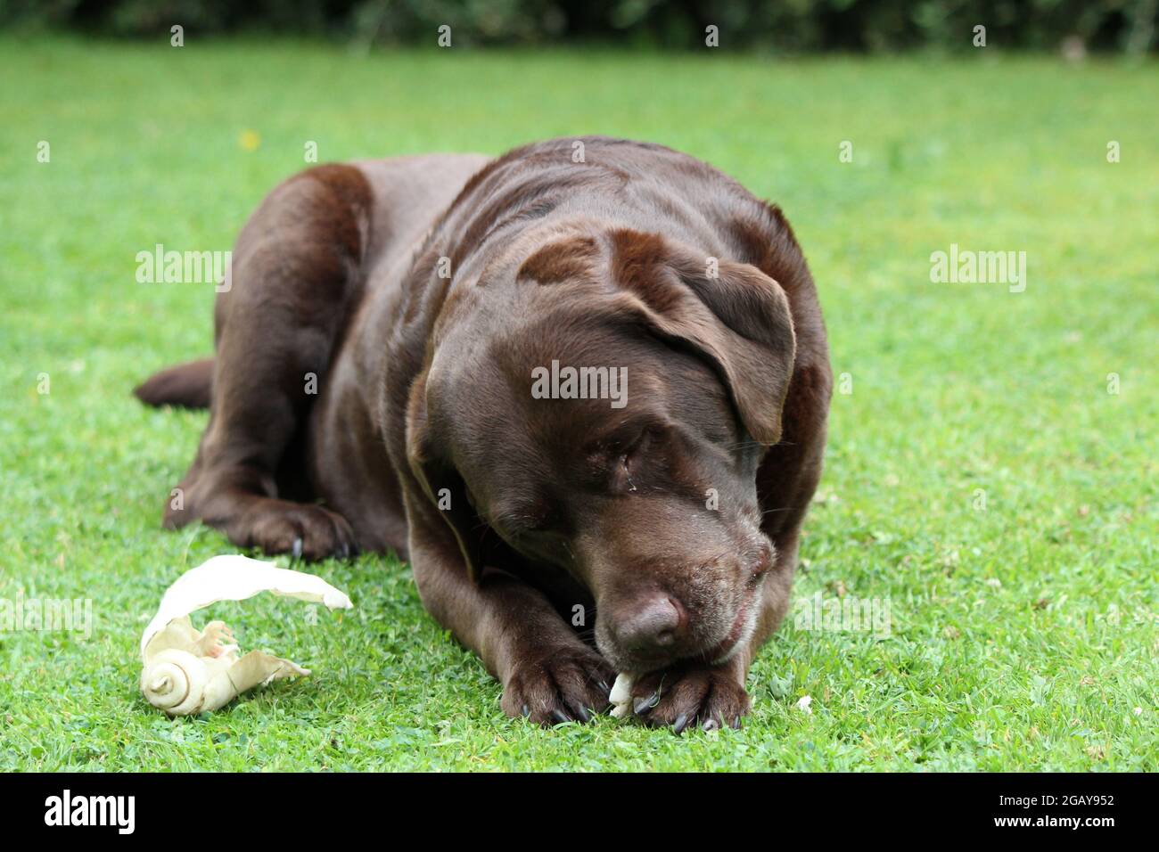 Chocolate Labrador chewing Stock Photo - Alamy