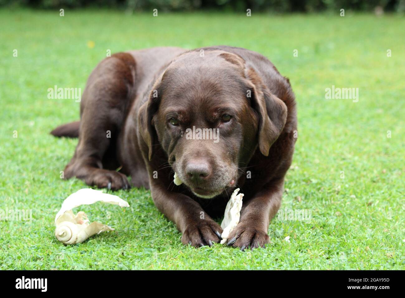 Labrador eating grass hi-res stock photography and images - Alamy