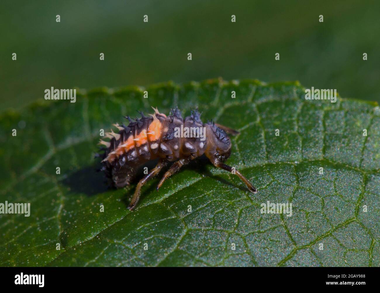 Harlequin Ladybird Harmonia axyridis Nymph on Leaf Stock Photo - Alamy
