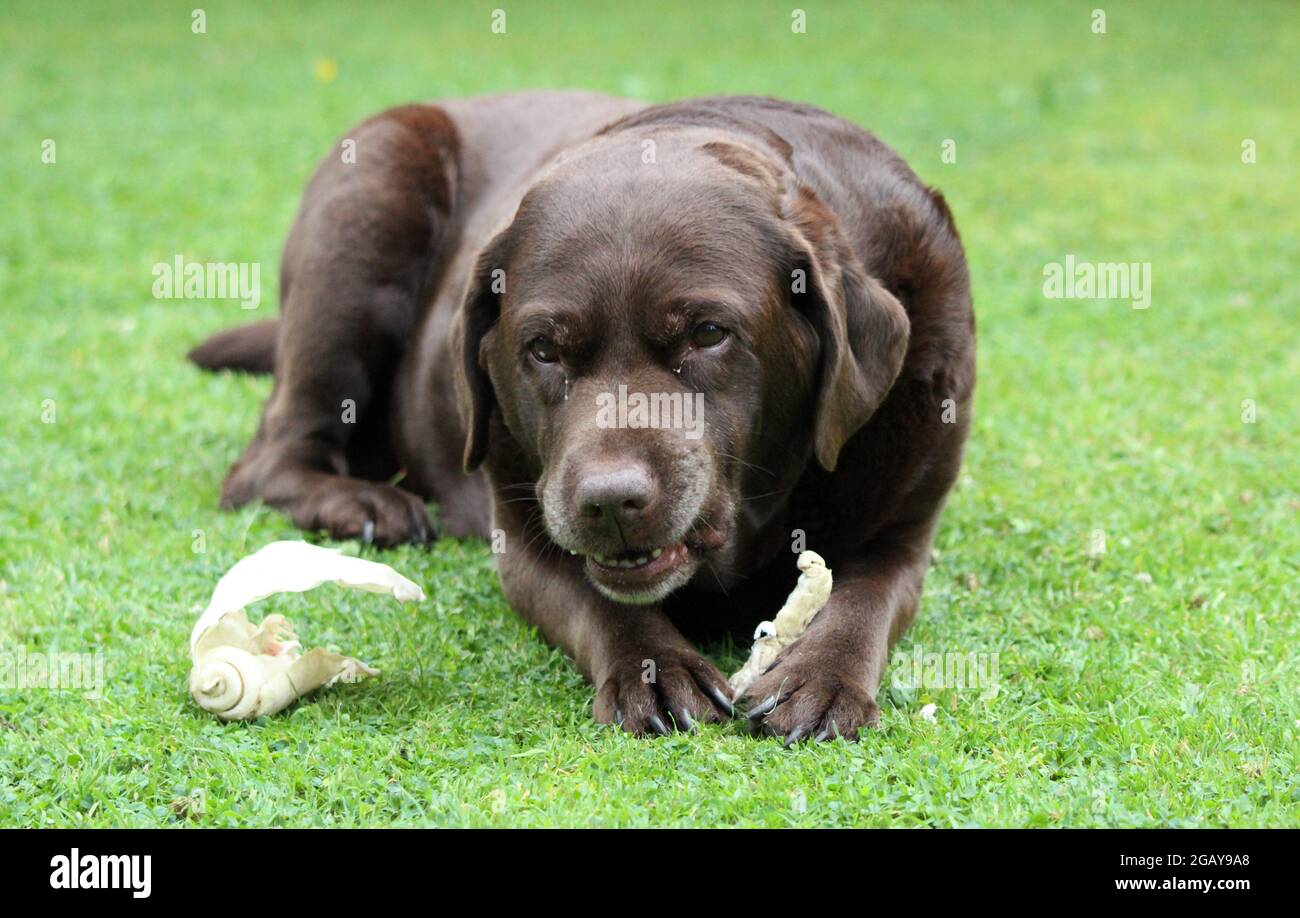 Dog eating chocolate hi-res stock photography and images - Alamy