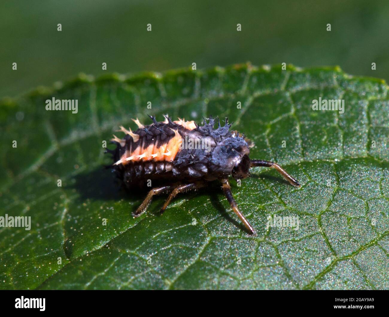 Harlequin Ladybird Harmonia axyridis Nymph on Leaf Stock Photo - Alamy