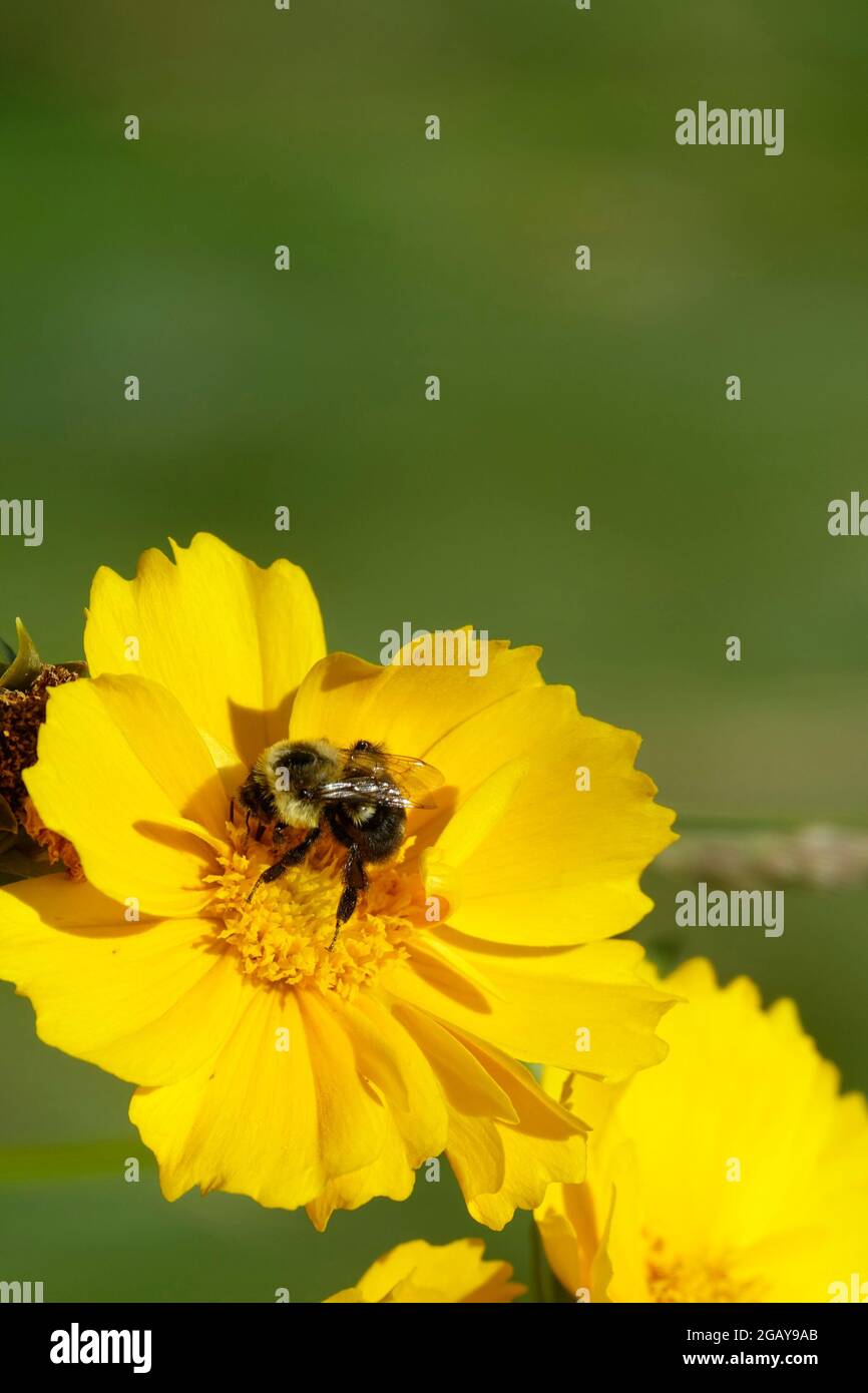A Bumblebee Feeds on a Bright Yellow Lance-Leaved Coreopsis Ianceolata ...