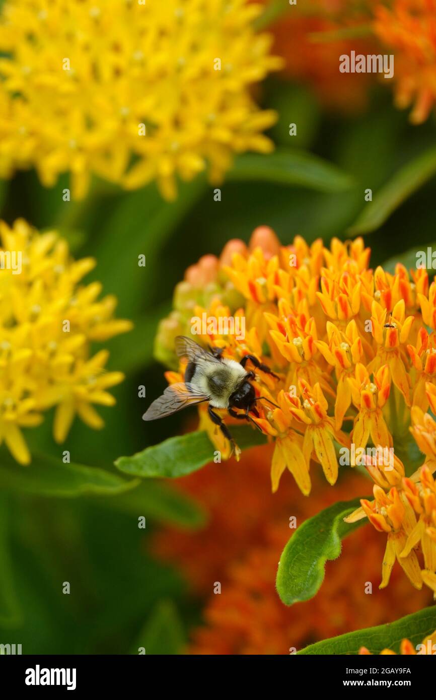 Perennials to attract insects hi-res stock photography and images - Alamy