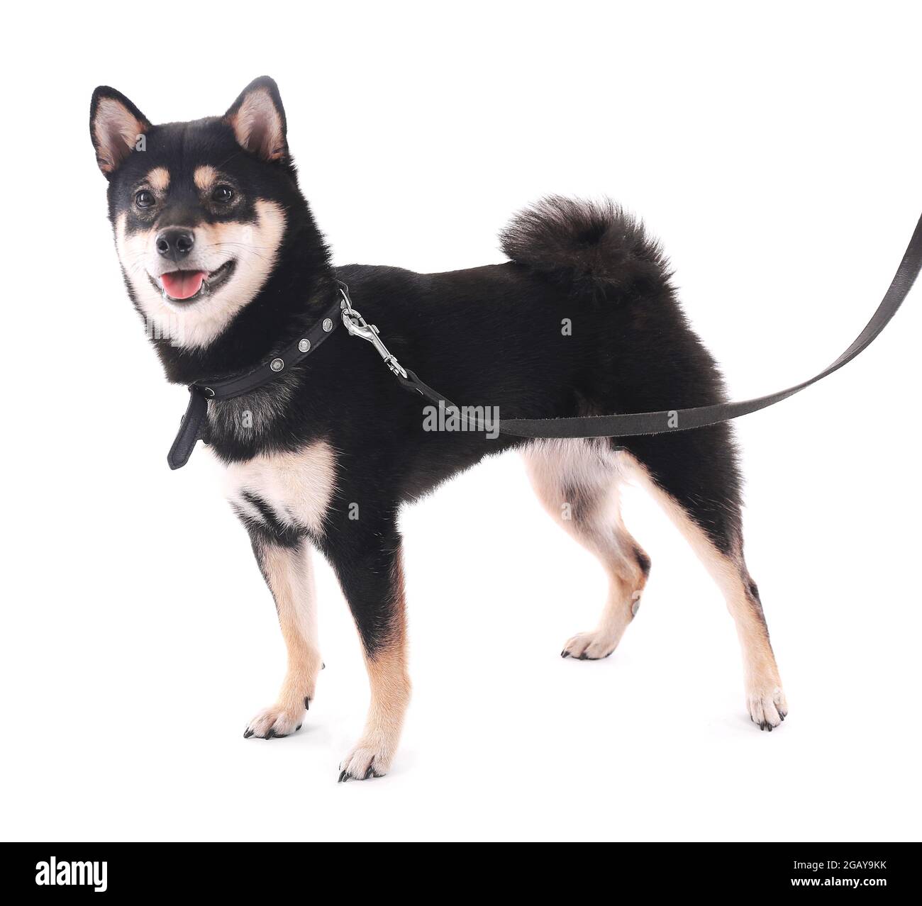 Siba inu with lead isolated on white background Stock Photo - Alamy