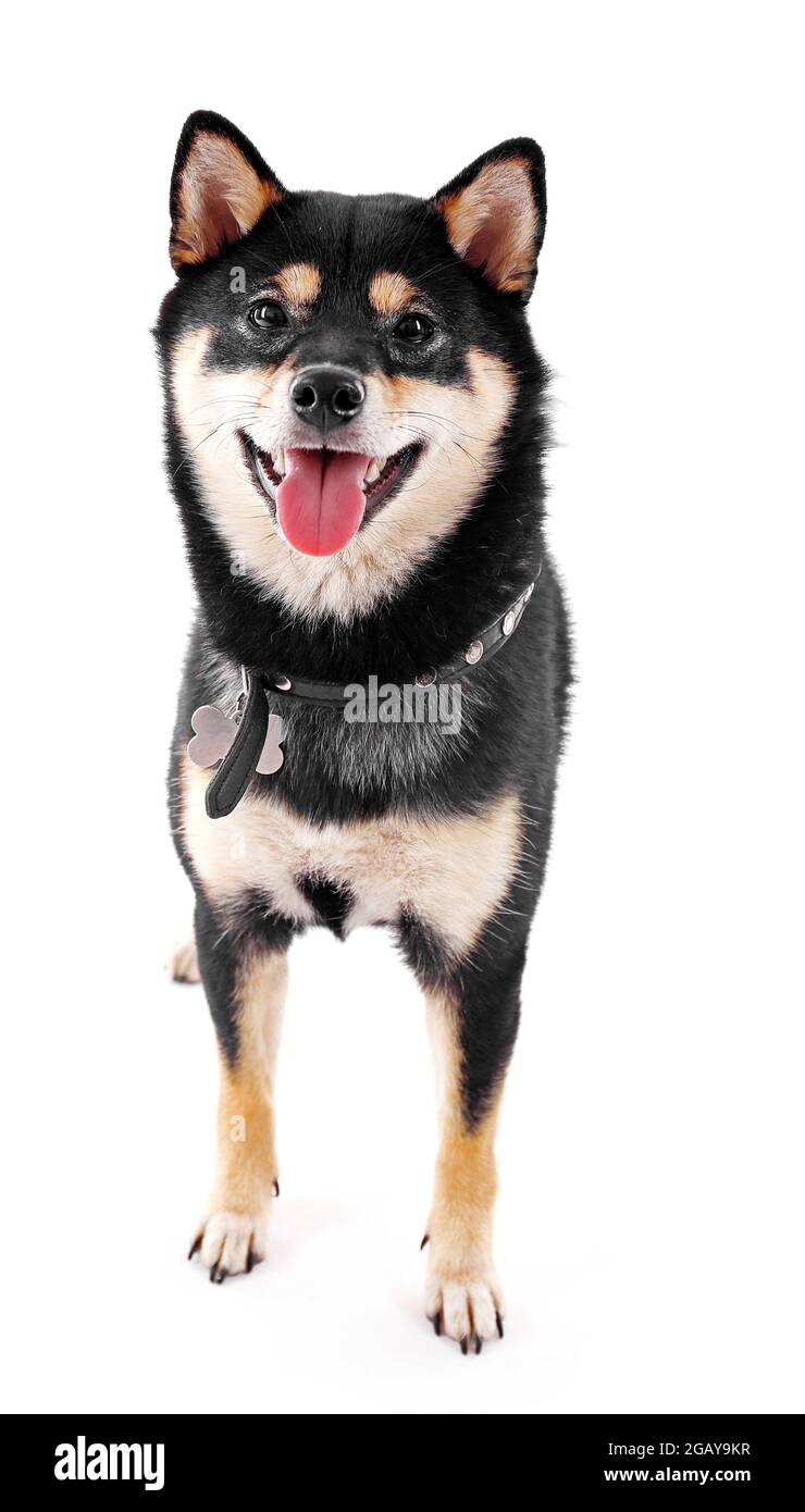 Siba inu with lead isolated on white background Stock Photo - Alamy