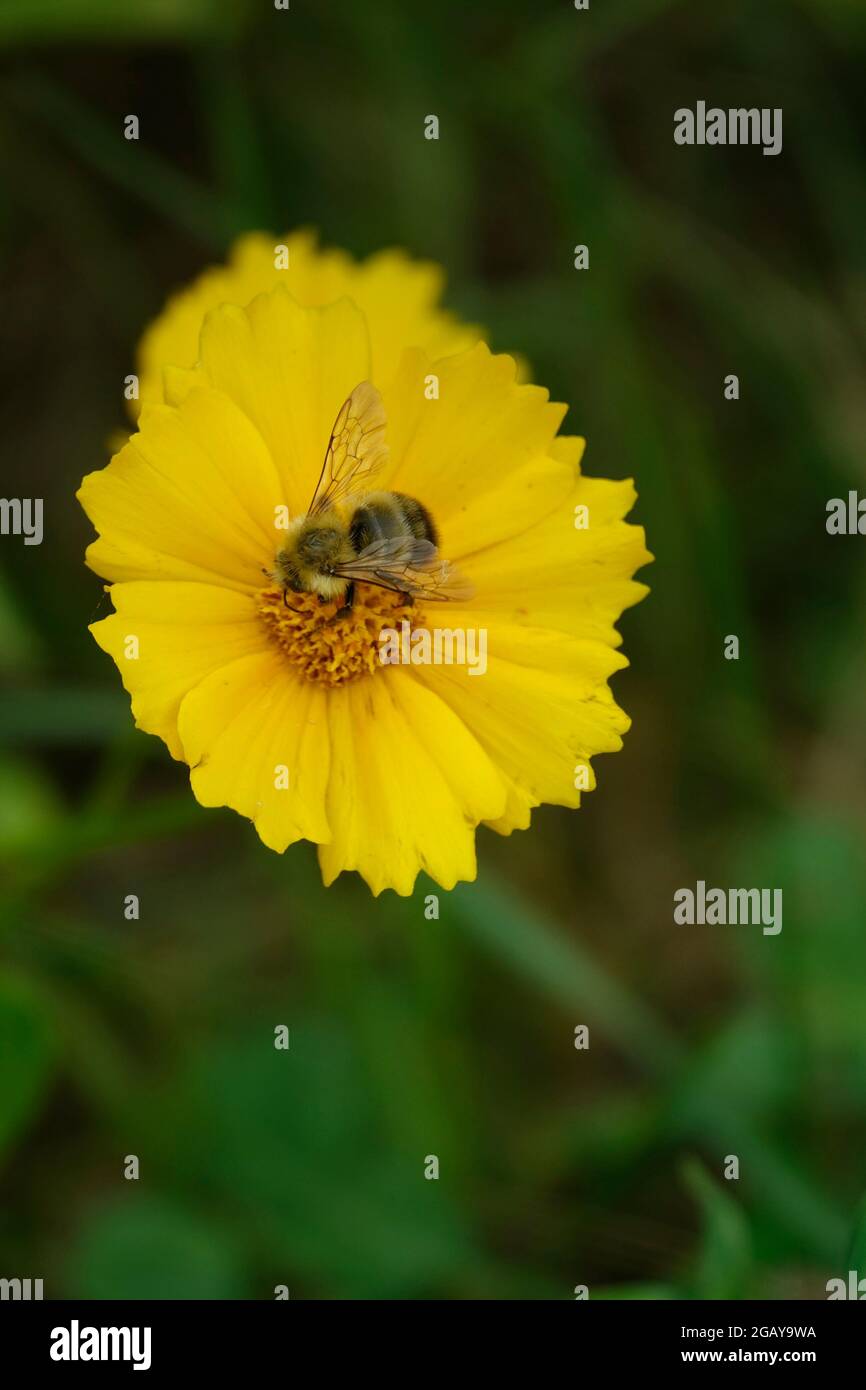 A Bumblebee Feeds on a Bright Yellow Lance-Leaved Coreopsis Ianceolata ...