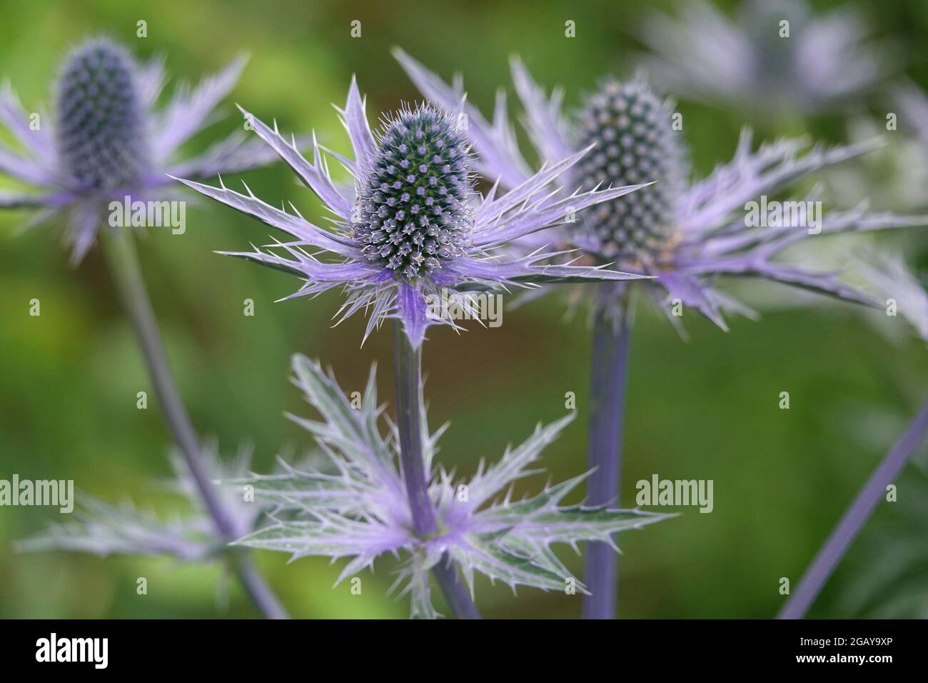 Best photos of blue eryngos hi-res stock photography and images - Alamy