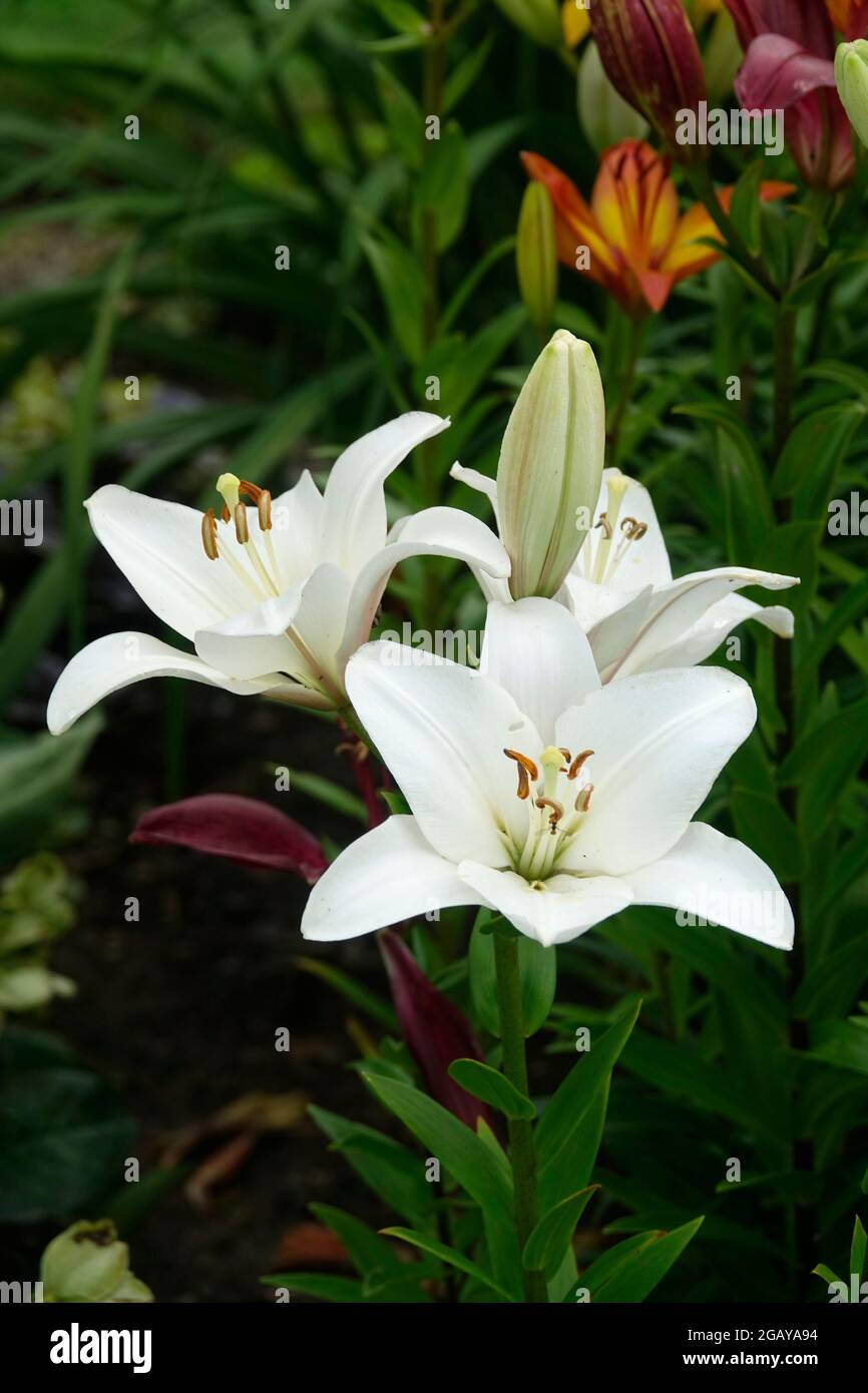 Lilium candidum vertical hi-res stock photography and images - Alamy