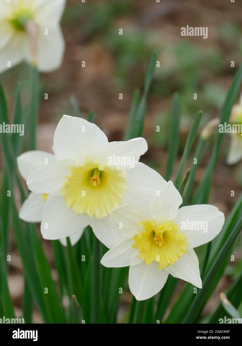 Small cupped daffodil verger hi-res stock photography and images - Alamy