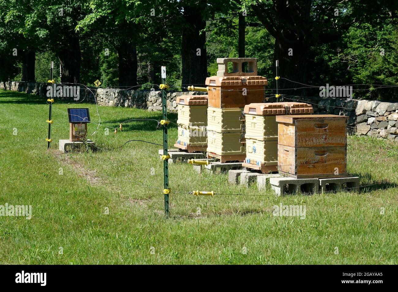 Wooden Yellow Boxes for Beekeeping Bee Colony and Habitat for Producing ...