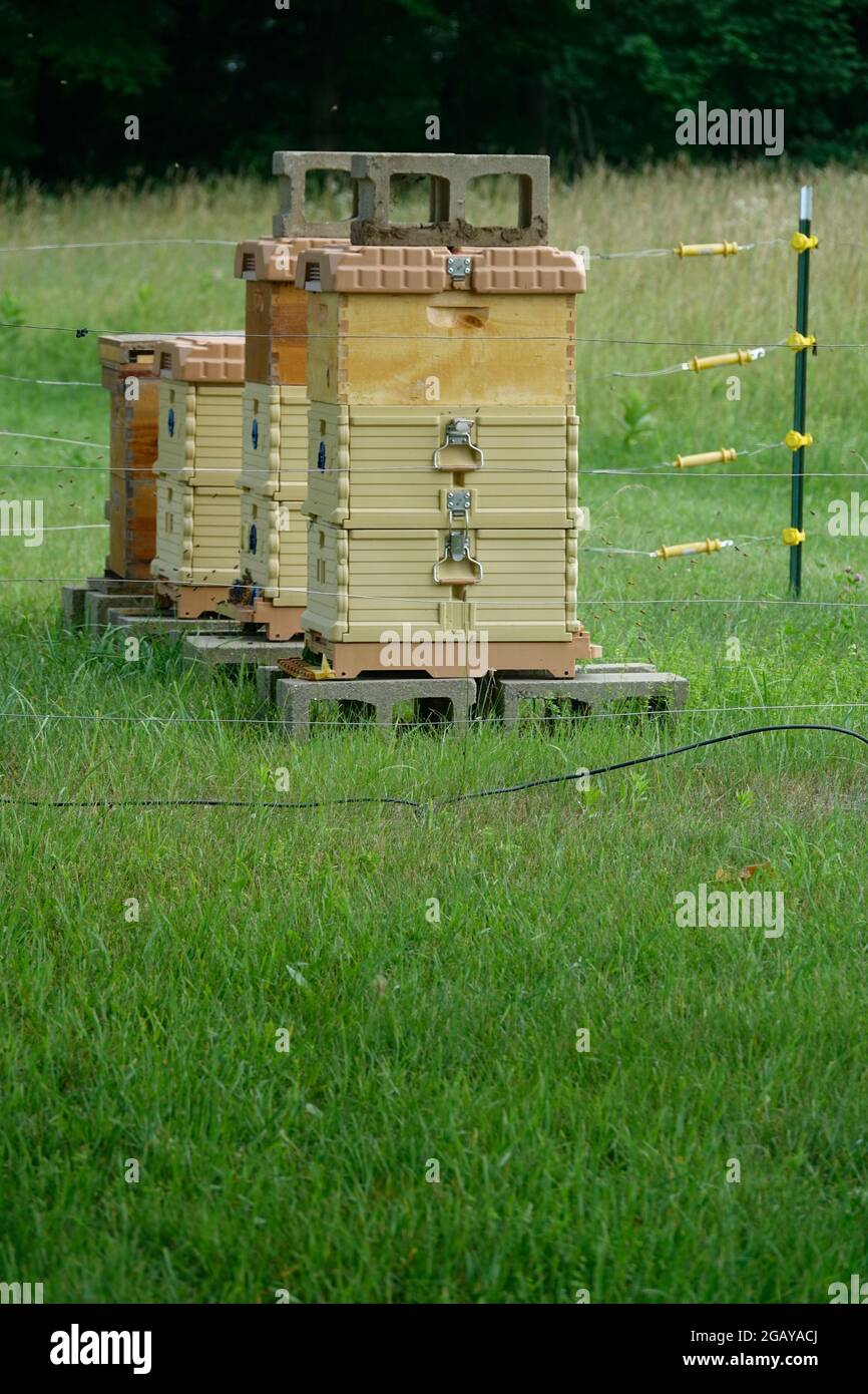 Wooden Yellow Boxes for Beekeeping Bee Colony and Habitat for Producing ...