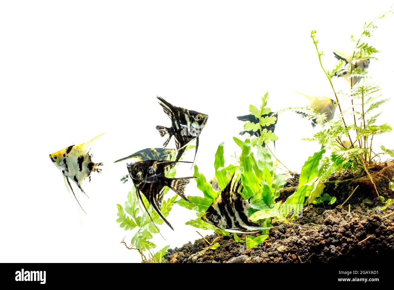 Angel fish marble hi-res stock photography and images - Alamy