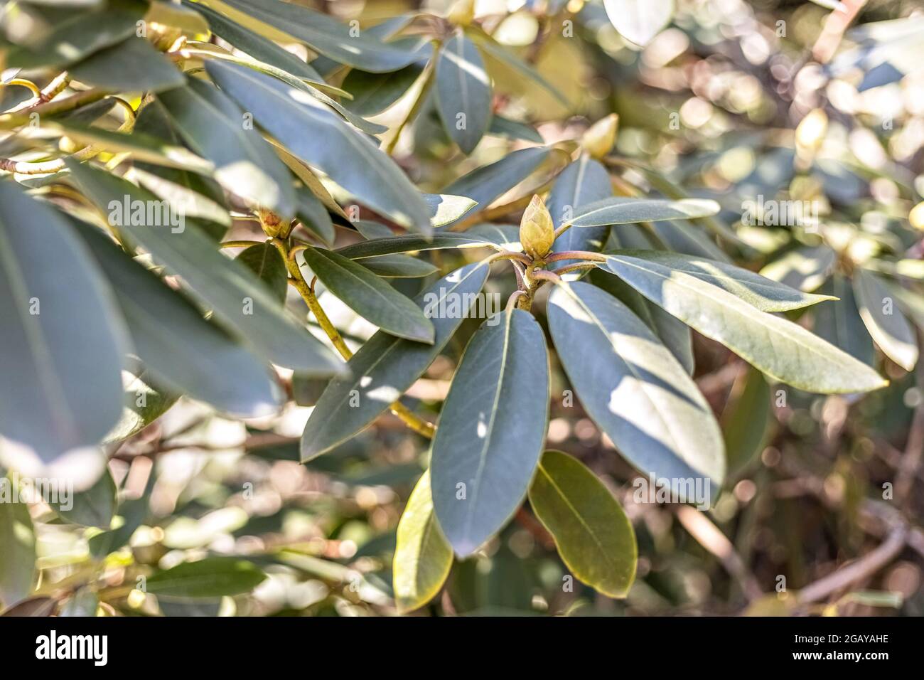 Olive texture hi-res stock photography and images - Alamy