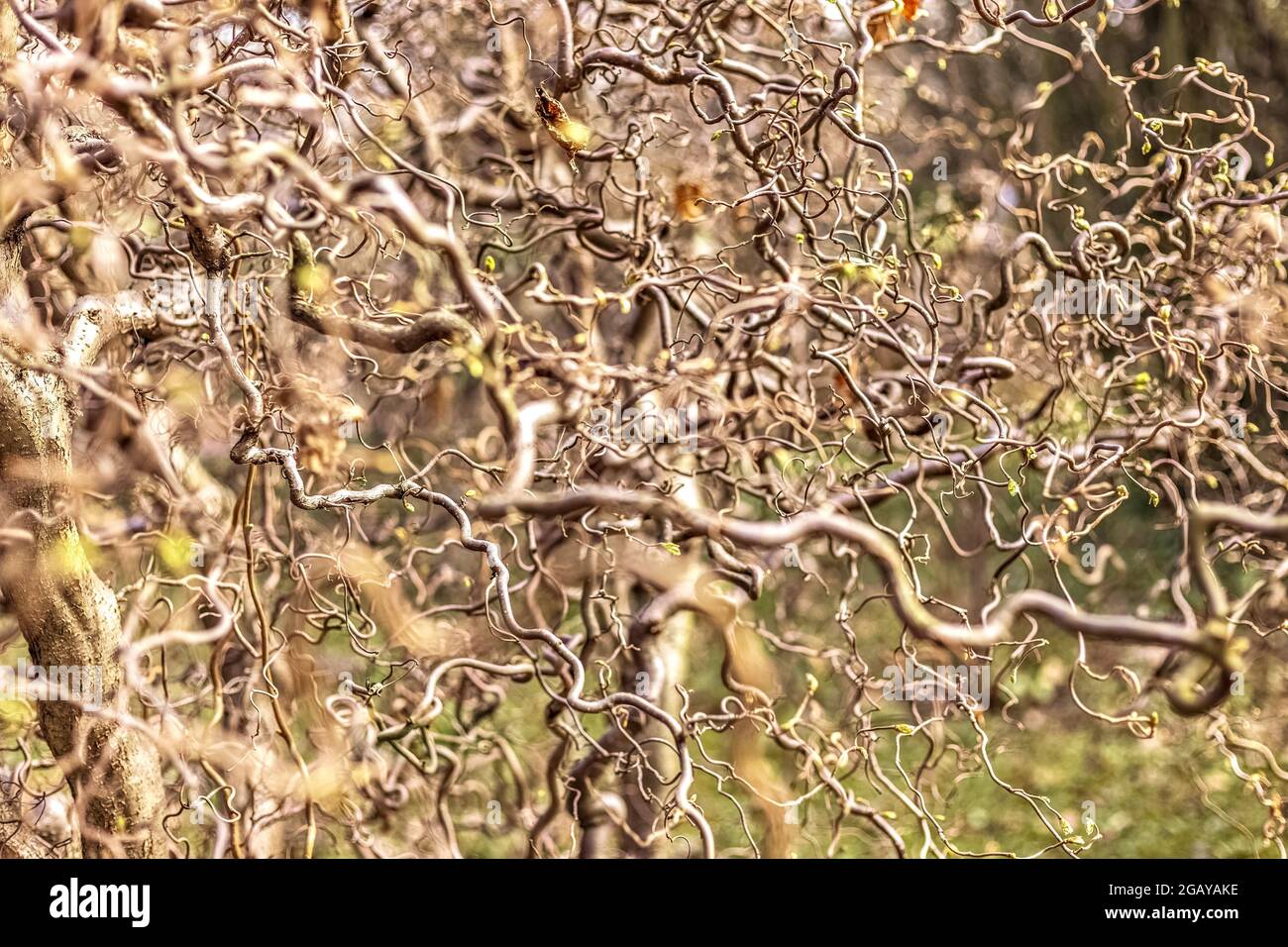Twisted branch texture hi-res stock photography and images - Alamy