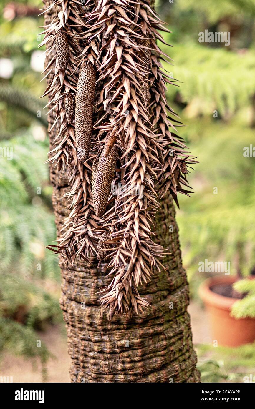 The trunk of an araucaria tree with cones Stock Photo - Alamy
