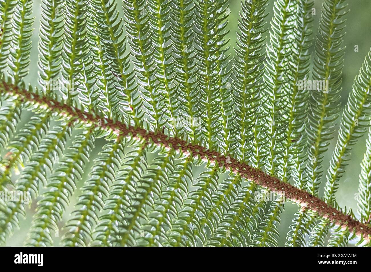 Natural background of green acacia tree leaf Stock Photo - Alamy