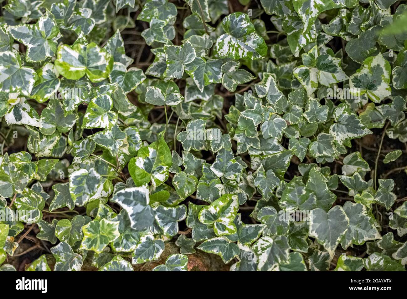 The background is made of natural ivy leaves. Texture Stock Photo - Alamy