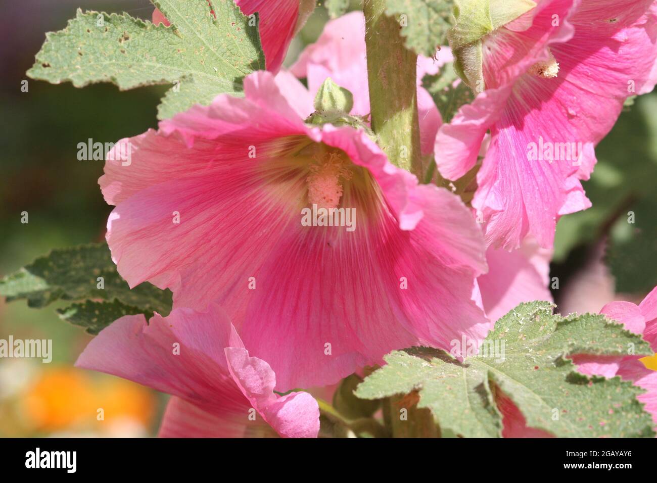 Mallow, alcea rosea, malvae malvaceae, beautifull flower, pink flower ...