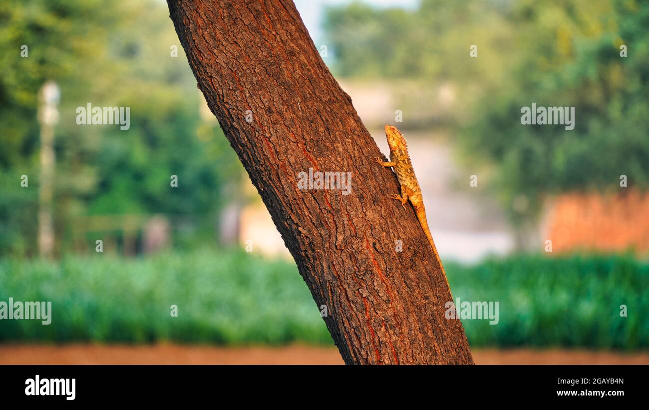 Brown wild lizard sitting on the branch with blur background. Oriental ...