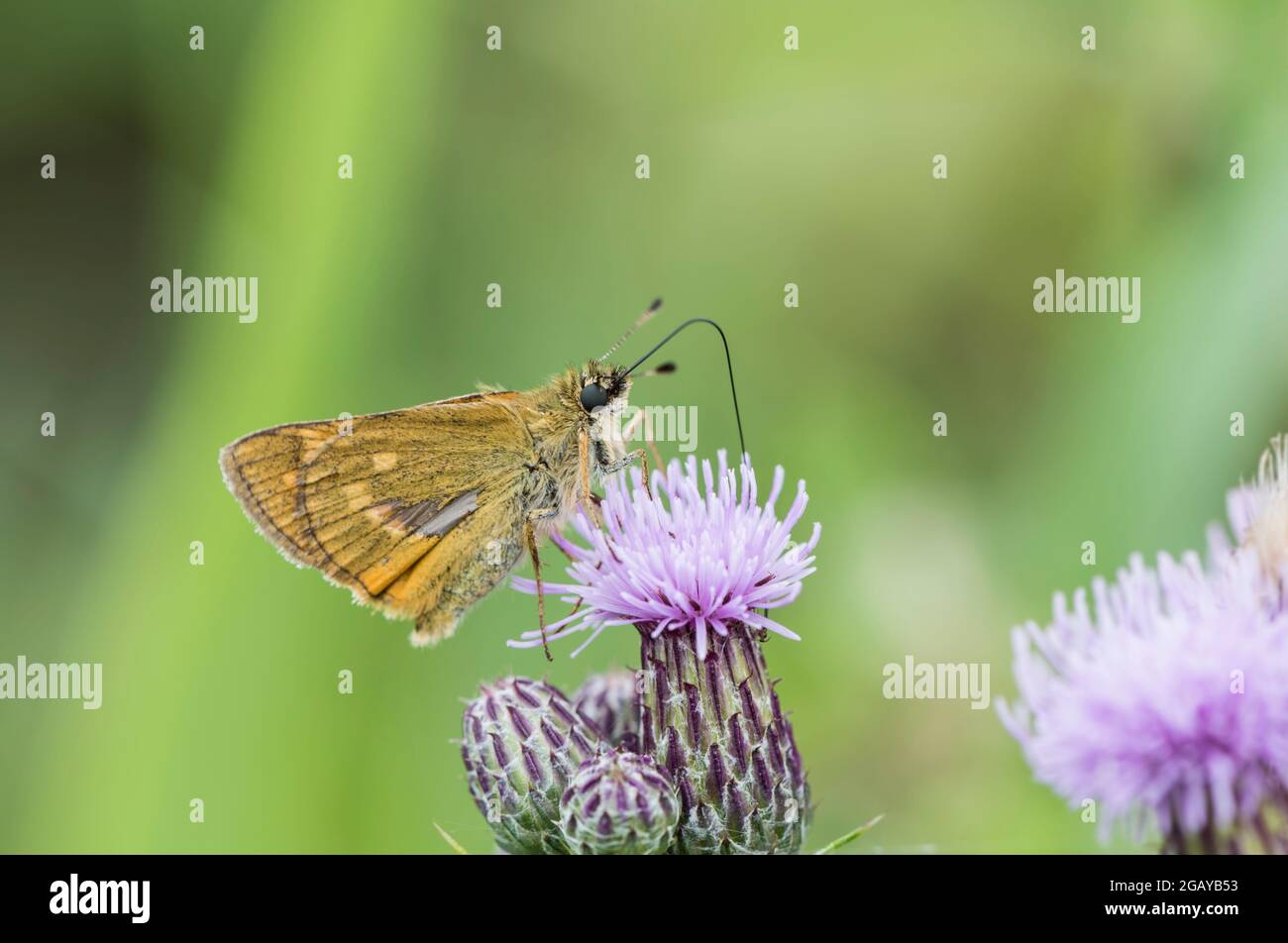 Skipper insect hi-res stock photography and images - Alamy