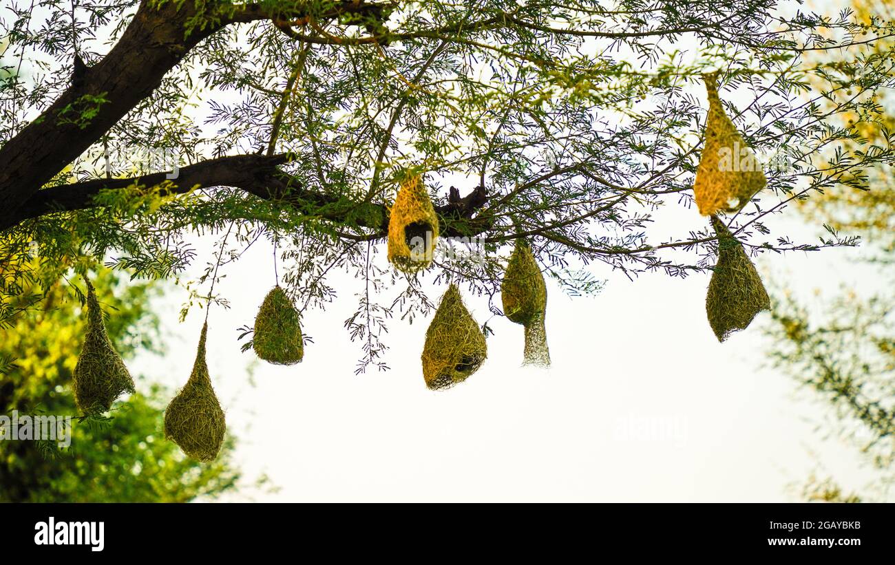 Beautiful birds nest, Weaver Birds in the Nest Hanging on Acacia Tree ...