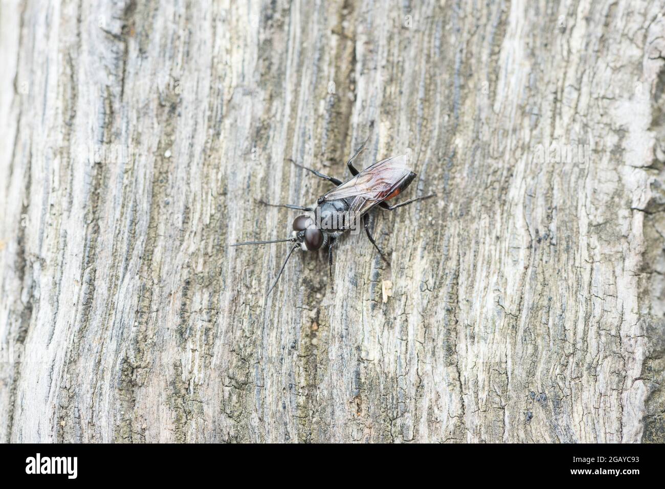 Shield Bug Hunting Wasp (Astata boops Stock Photo - Alamy