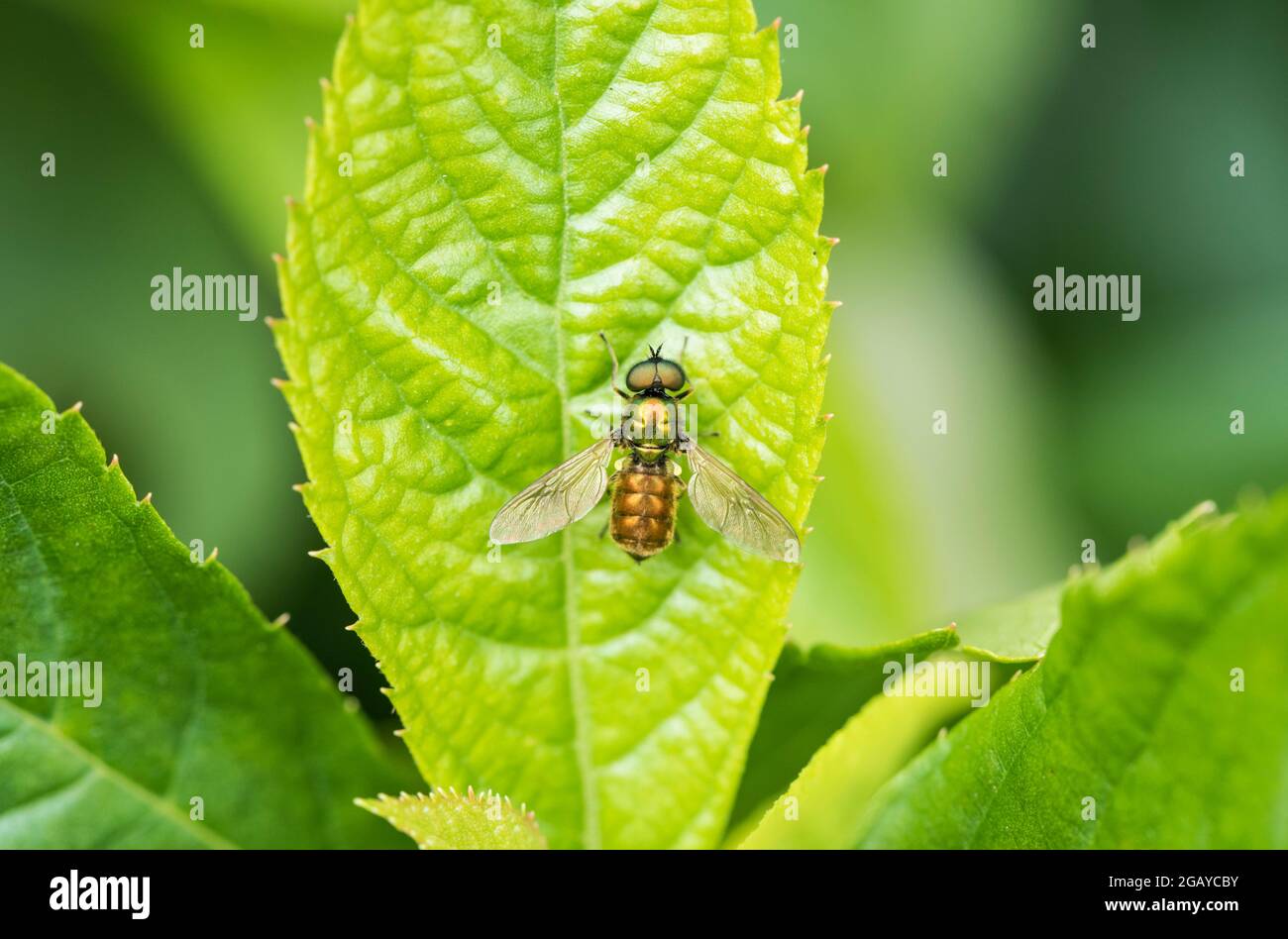 Resting soldierfly - a Broad Centurion (Chloromyia formosa Stock Photo ...
