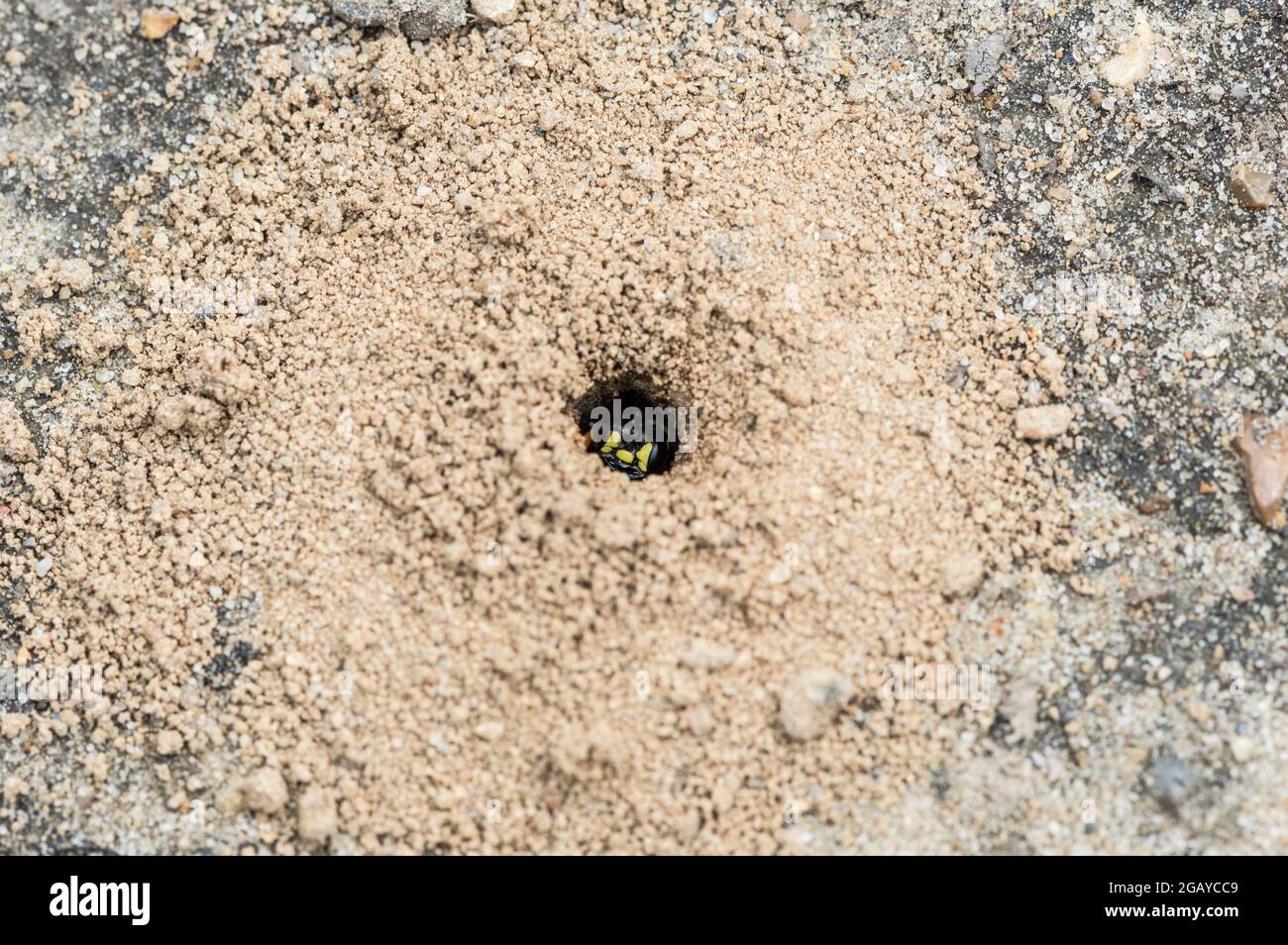 Sand Tailed Digger Wasp (Cerceris arenaria) in a nest hole Stock Photo ...