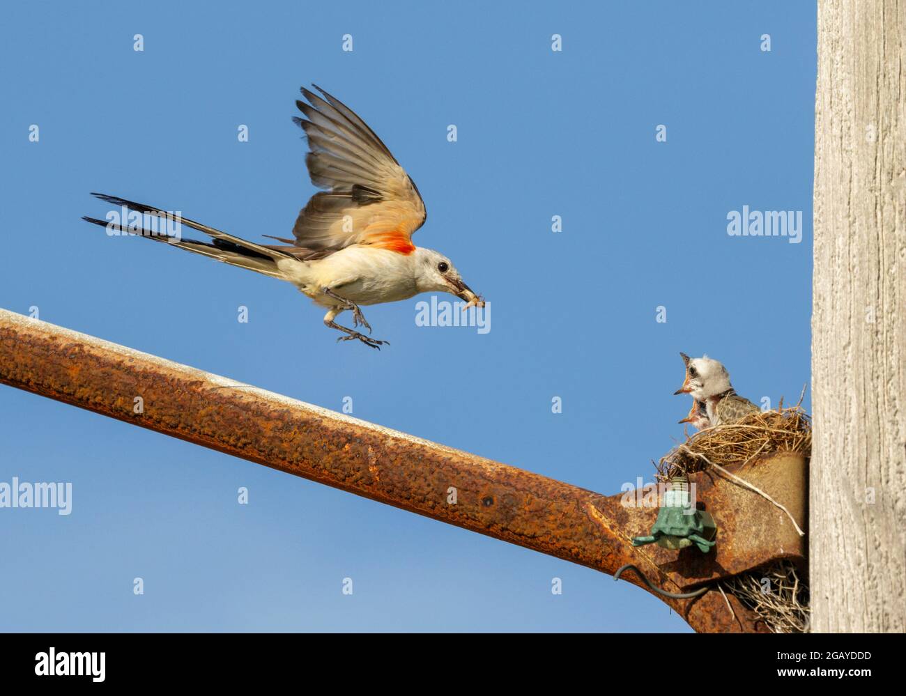 Flycatcher bird nestling hi-res stock photography and images - Alamy