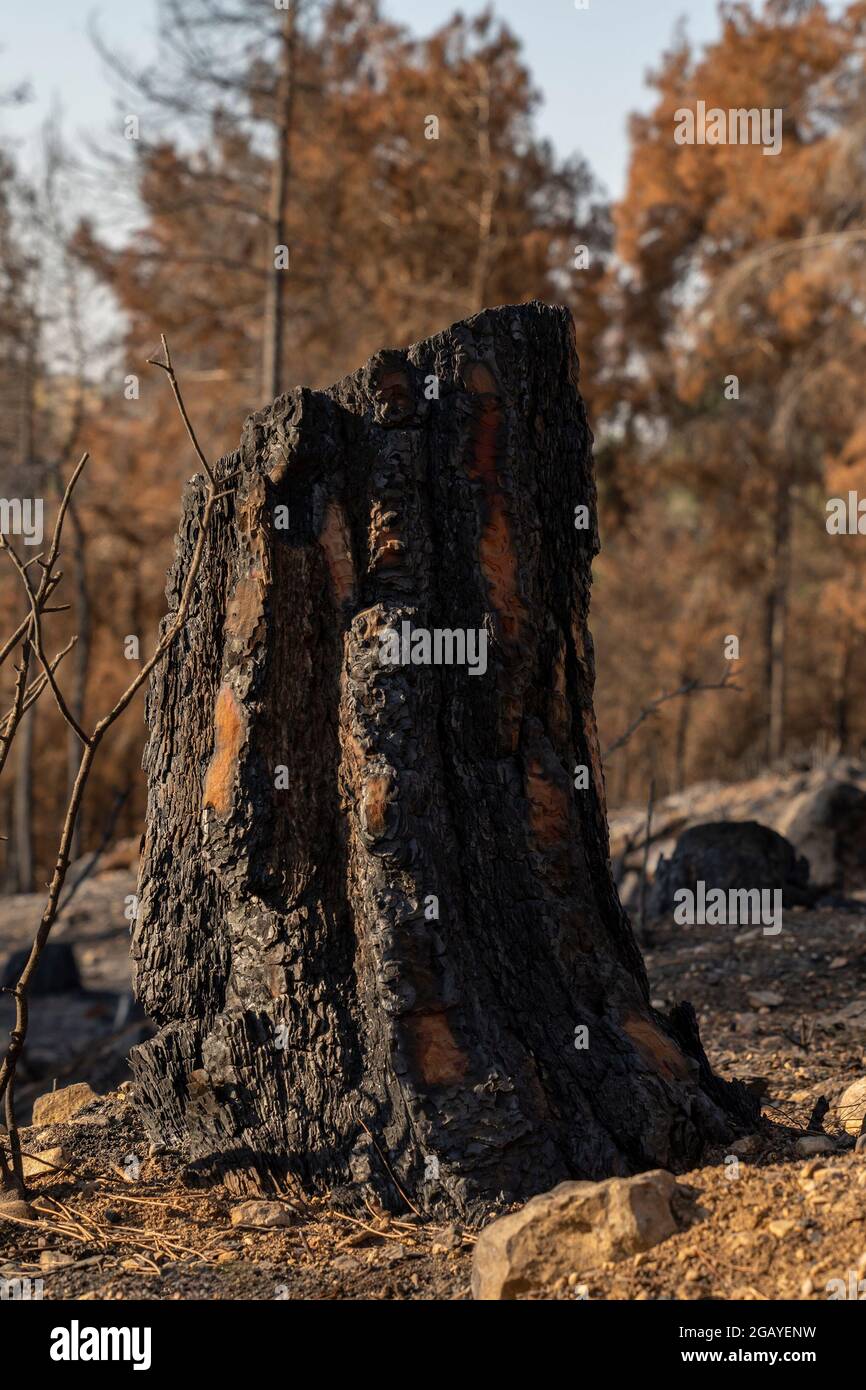 A burnt tree stump after a wildfire in a pine forest in the Judea ...