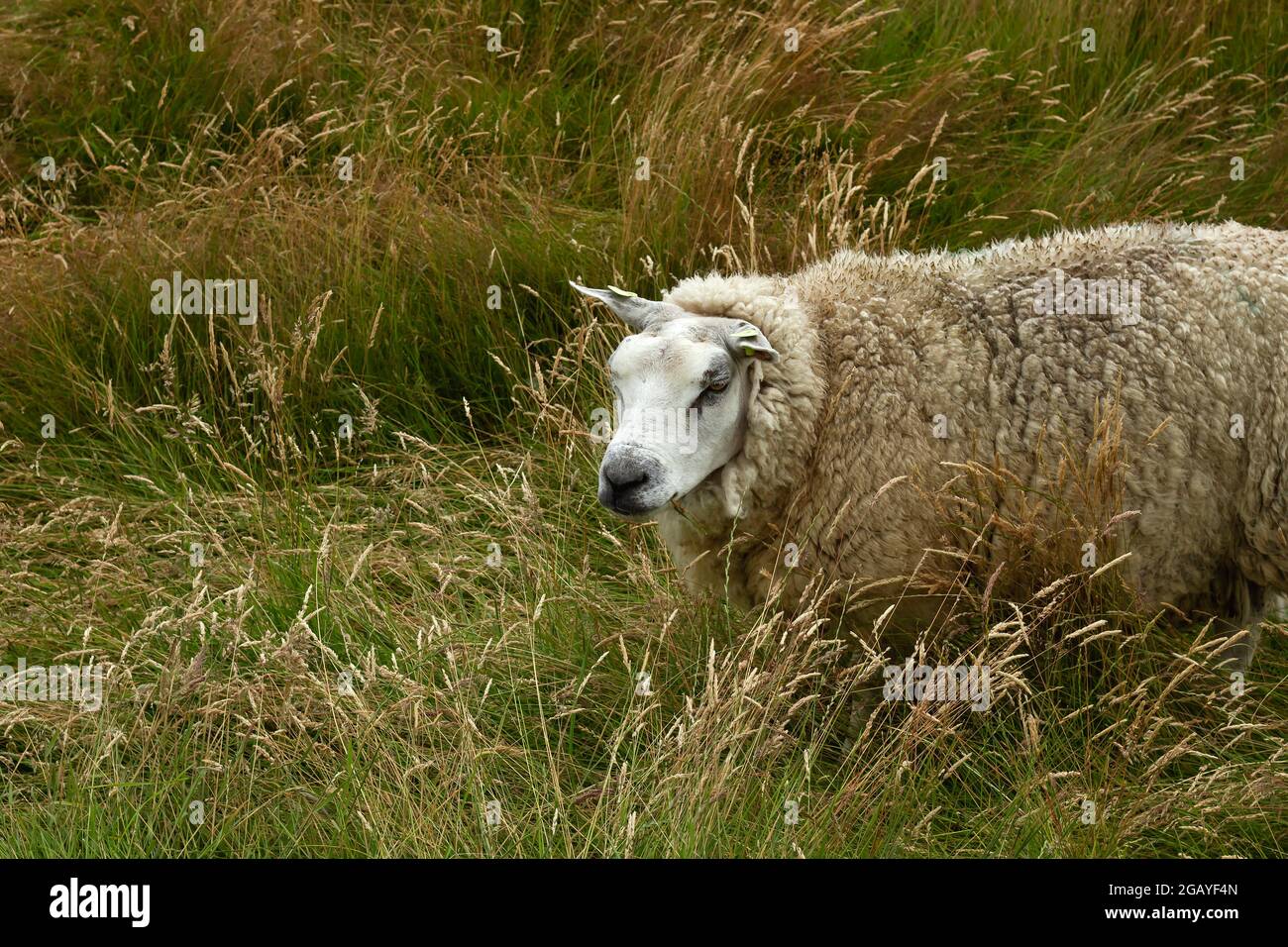 Texel sheep grazing in the dunes grassland Stock Photo - Alamy